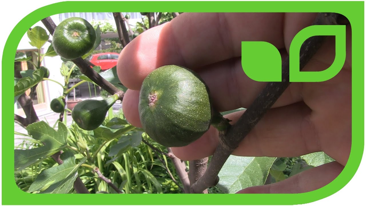 The Fig Gustissimo Perretta in the second year after freezing down ...