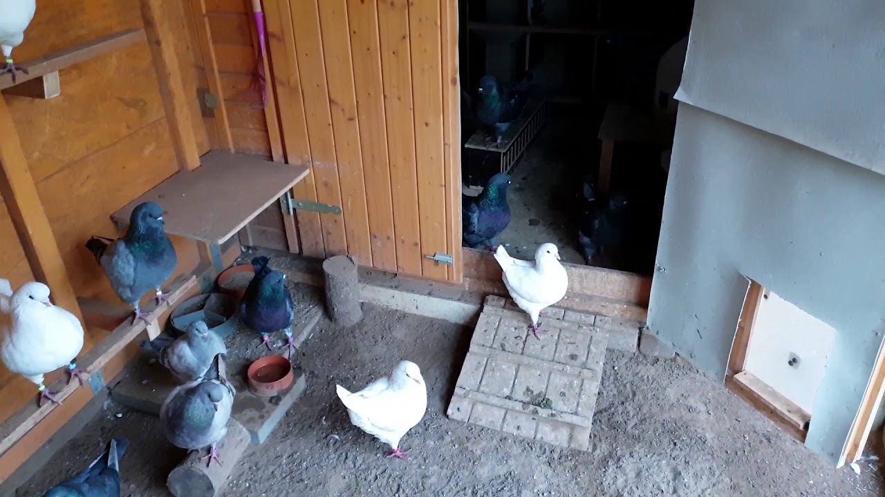 Zu Besuch bei den Amis: Texaner, King und Giant Homer Tauben - YouTube