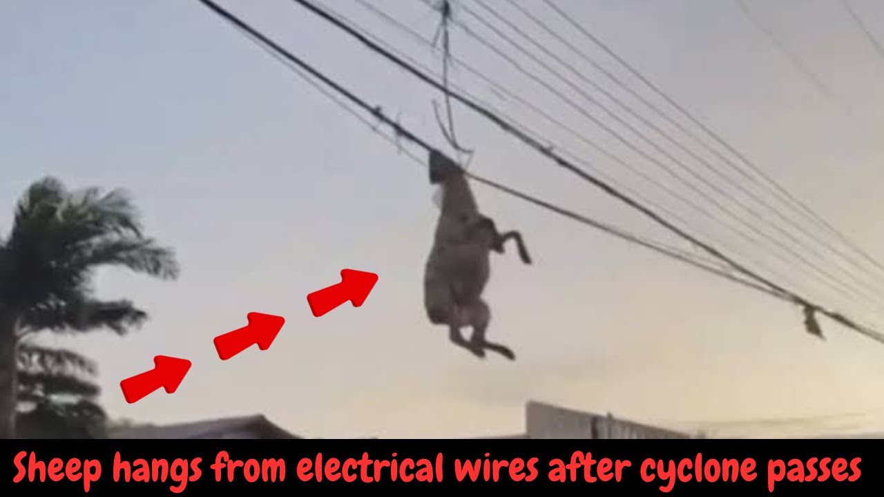 Sheep hangs from electrical wires after cyclone passes - Brazil - YouTube