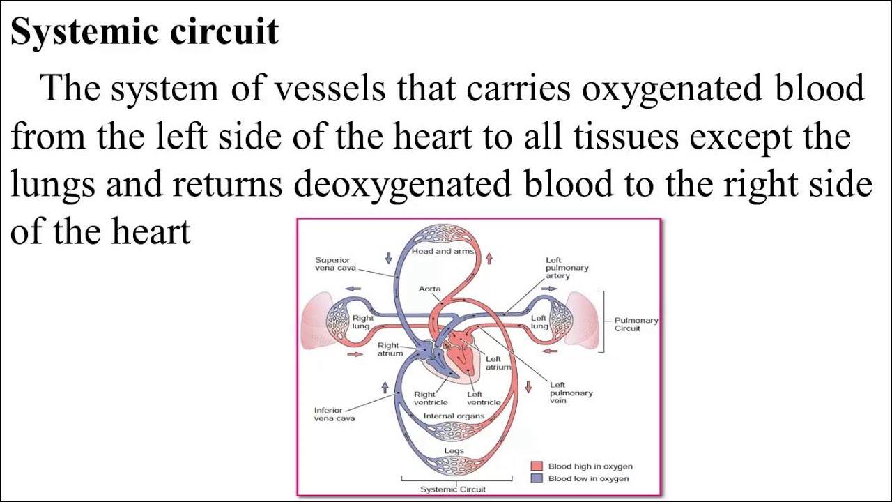 Cardiovascular System - Medical Terminology (Part 4) - YouTube