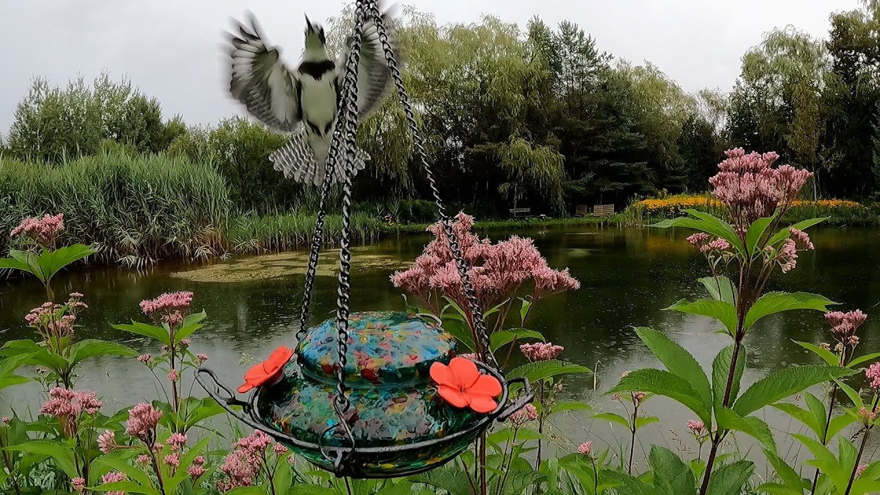 hummingbirds and belted kingfisher in the rain - YouTube