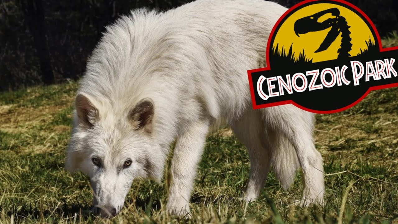 O Dire Wolf voltou da extinção (ou quase) e agora o cenozoic park pode ...