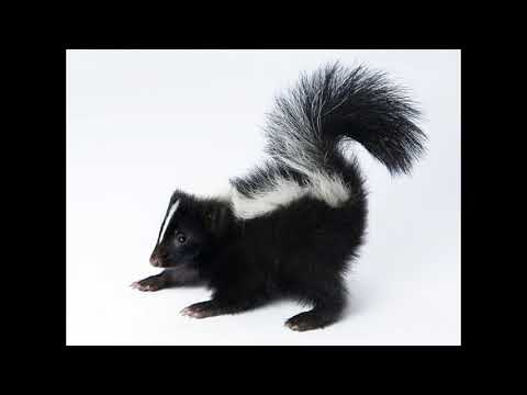 What's Your Toughts On This Animal? #1