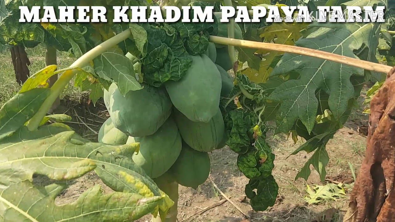 Papaya | papita | fruit farming | pakistan agriculture farming - YouTube