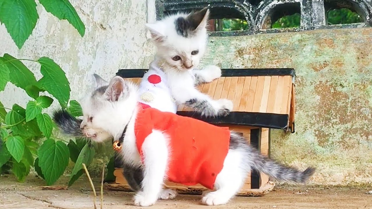 BEAUTIFUL & CAT CUTE - kitten cats - funny moments cats - kitten lucu ...