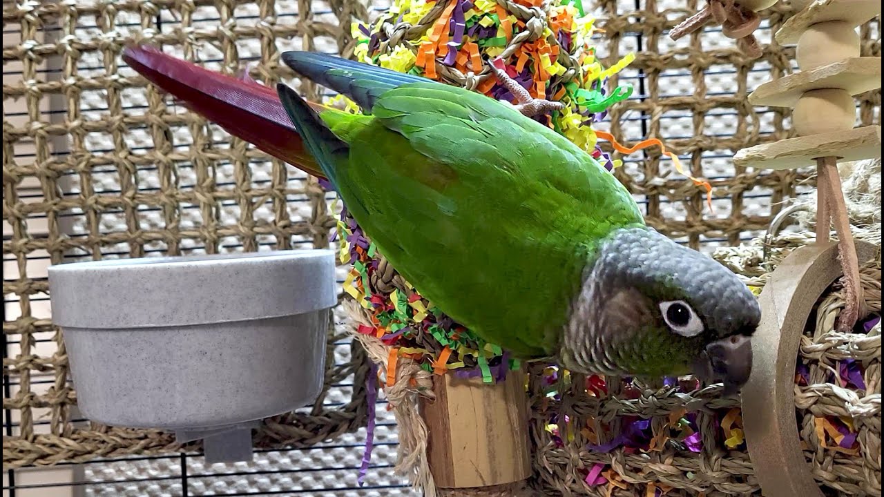 7 hours of conure parakeet singing and calling sounds - YouTube