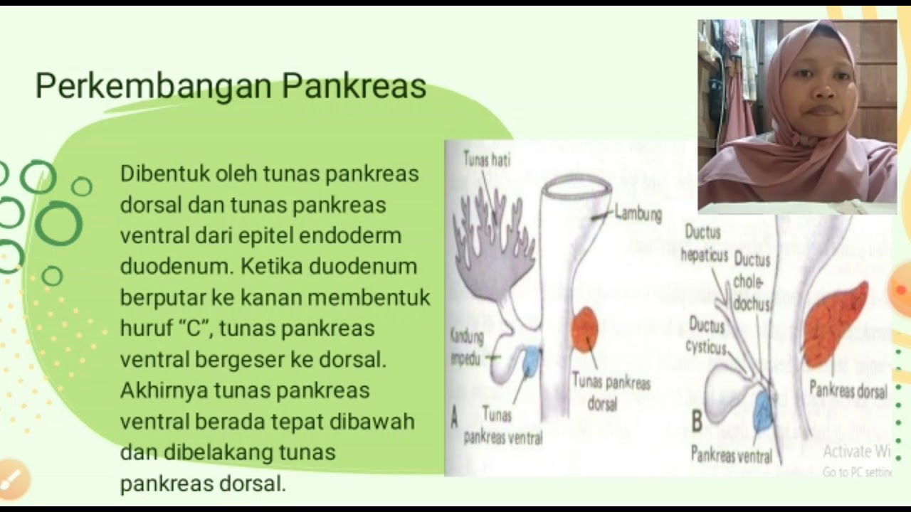 EMBRIOLOGI HEWAN - MEKANISME ORGANOGENESIS DERIVATE ENDODERM - YouTube