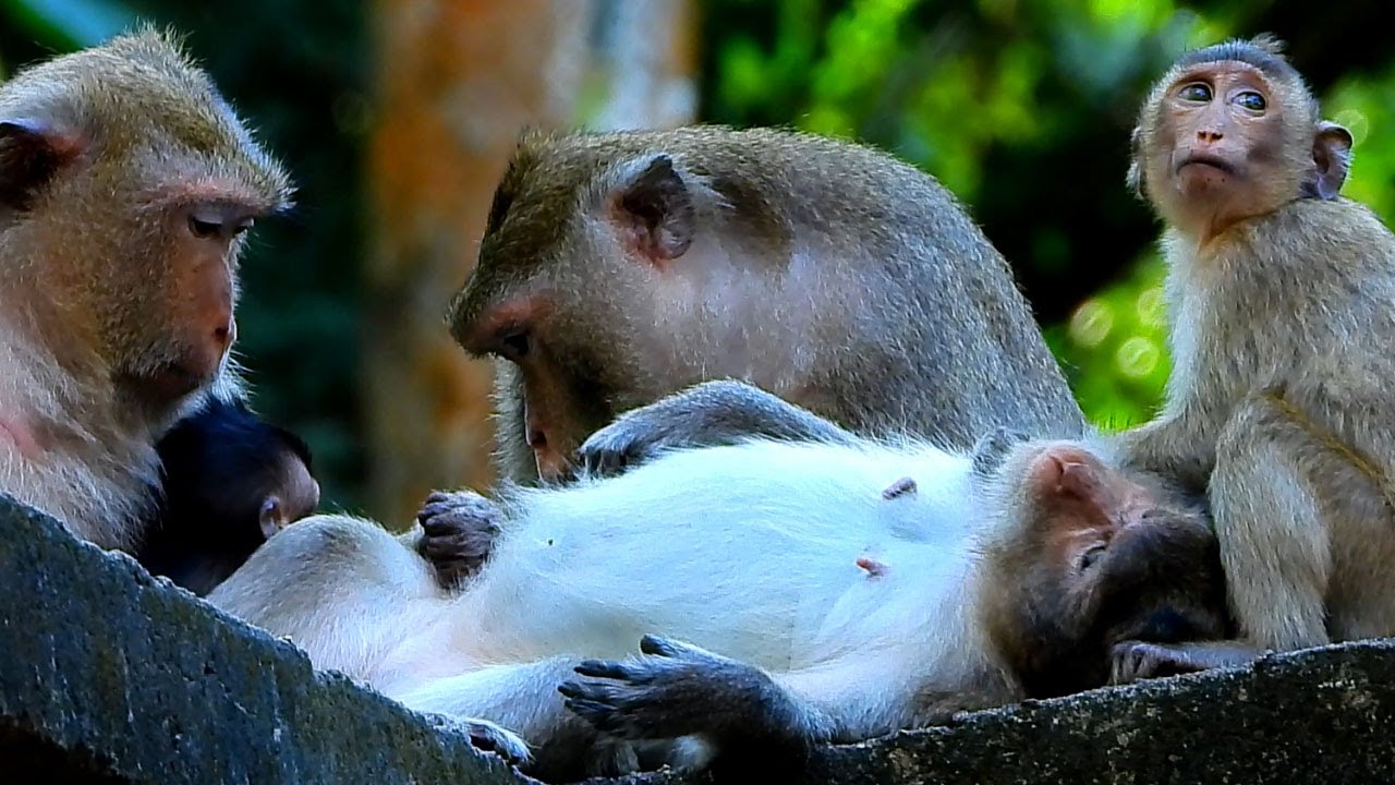 Very nice monkey scene caring one monkey like people in a hospital ...