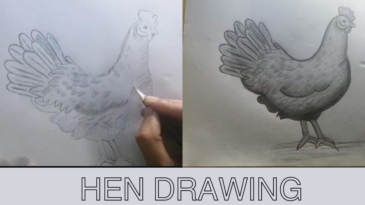 How to Draw a Hen | Easy Tutorial for Beginners - YouTube