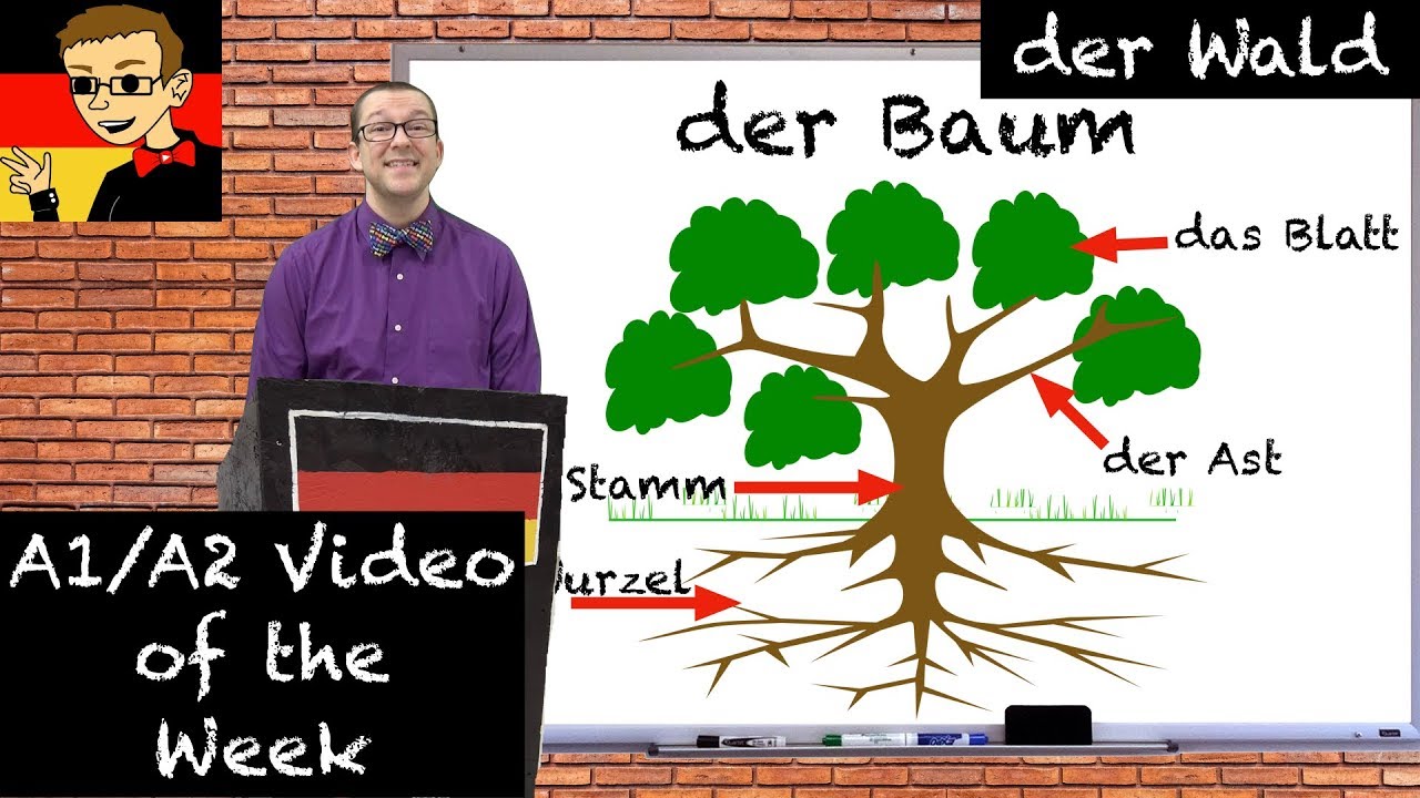 German for Beginners #42: Forest Vocabulary - YouTube