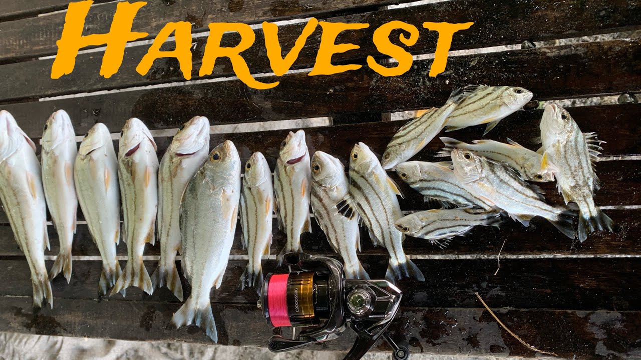 Mabisang paraan para kumuha ng bugaong - YouTube