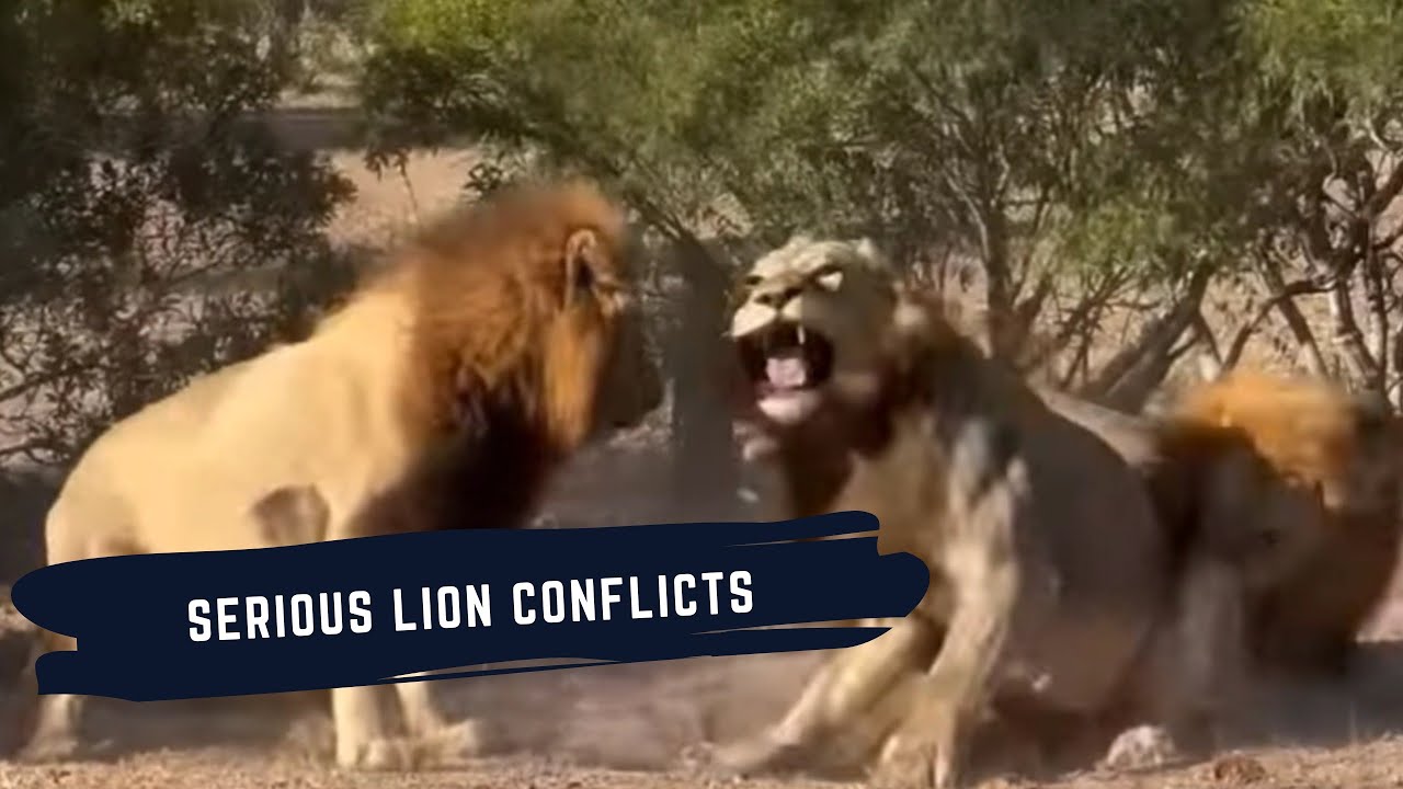 LION FIGHTING ALL OVER SABI SAND - 5 COALITIONS CLASHING FOR CONTROL ...