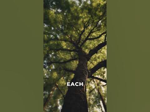 Machine Learning Showdown: Trees vs. Forests - YouTube