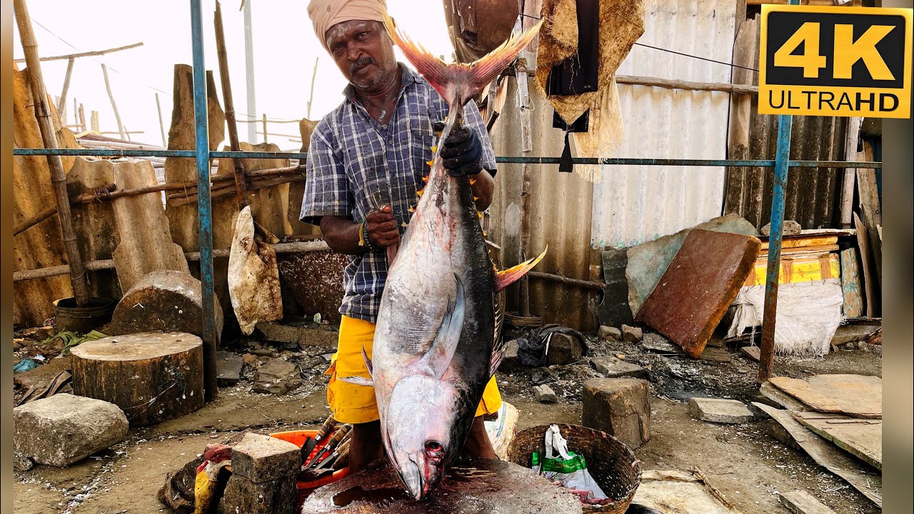 Kerai fish cutting video/Fishcuttingrs #fishcuttingrs #kasimedu #fish ...