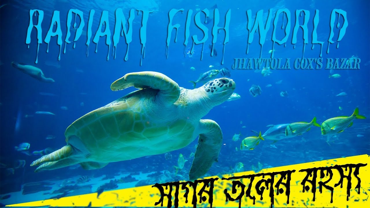রেডিয়েন্ট ফিস ওয়ার্ল্ড, কক্সবাজার (Radiant Fish World in Cox’s Bazar ...