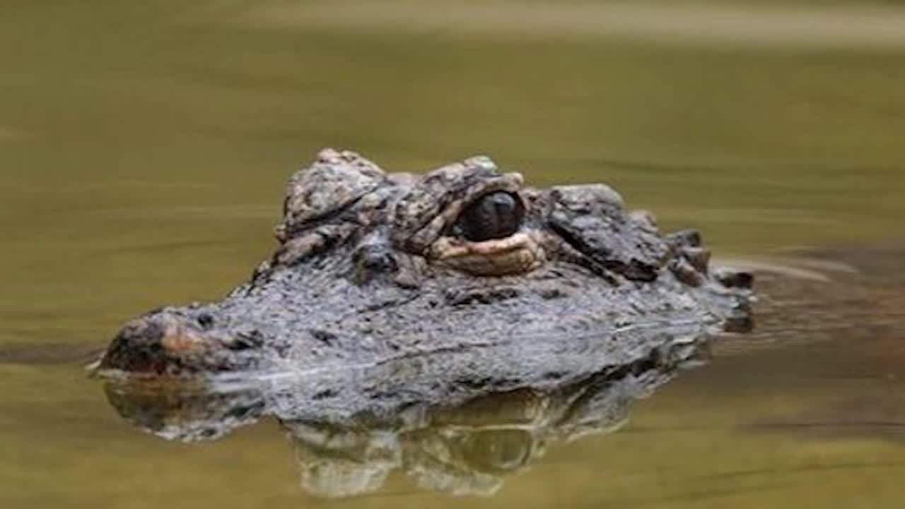 ASSESSMENT SURVEYS ARE NOT WITHOUT PERIL - YouTube