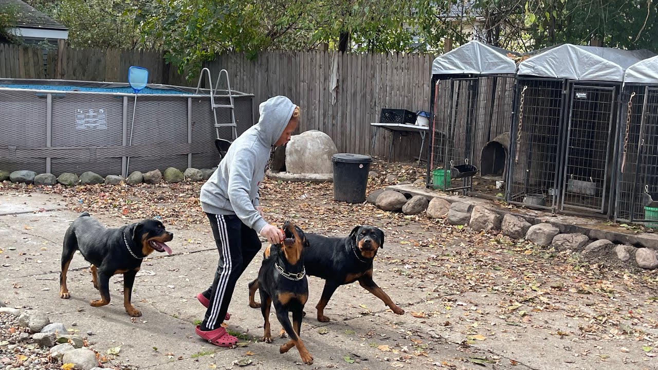 3 Rottweilers on the run - YouTube