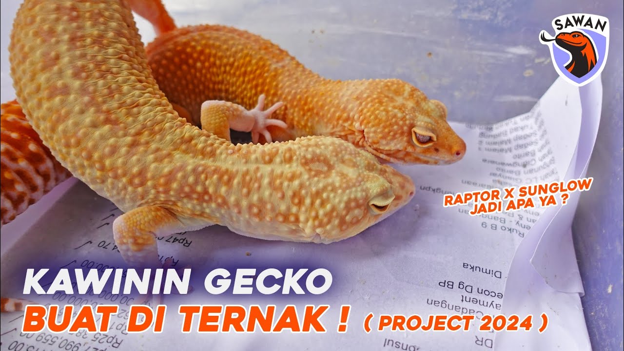 #1 PROJECT TERNAK LEOPARD GECKO AWAL 2024 DIMULAI ! #SAWAN - YouTube