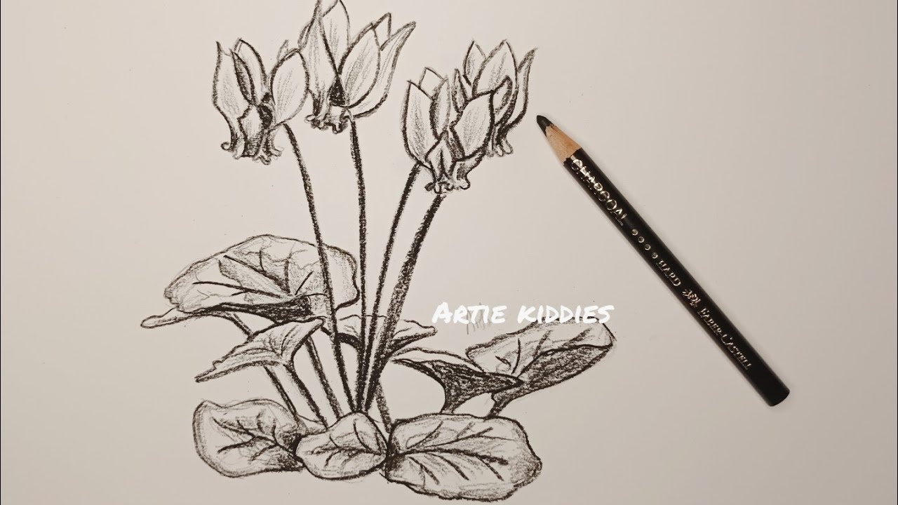 Drawing cyclamen flower with charcoal and pencil, how to draw - YouTube