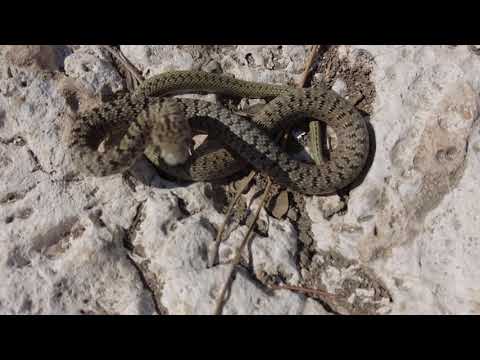 YILAN SALDIRISI / SNAKE ATTACK !!!