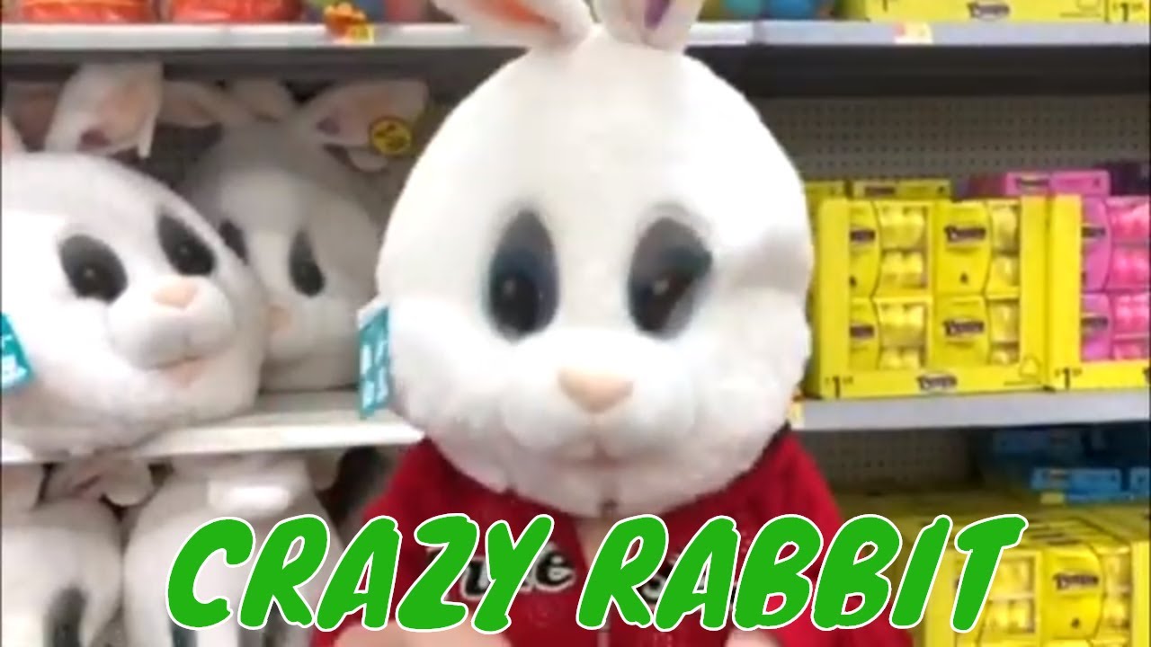 CRAZY RABBIT - YouTube