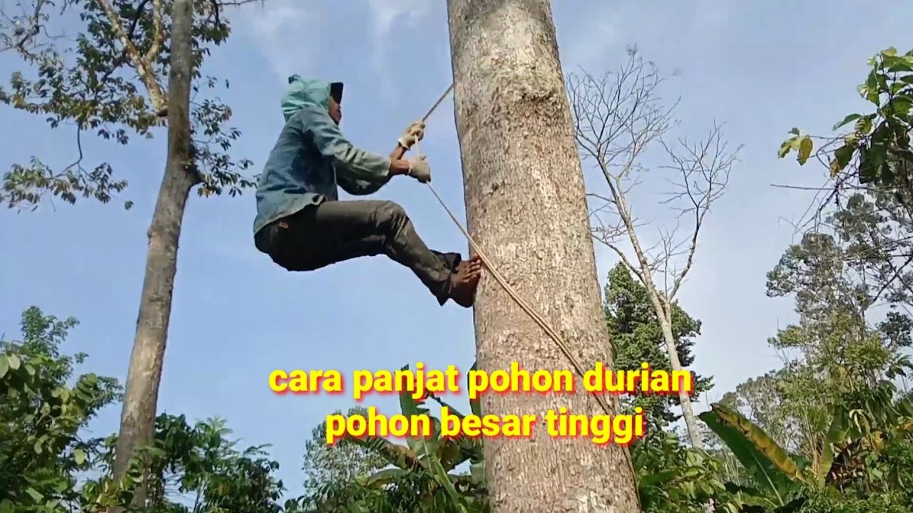 how to climb a durian tree. cara panjat pohon durian yg sangat tinggi # ...