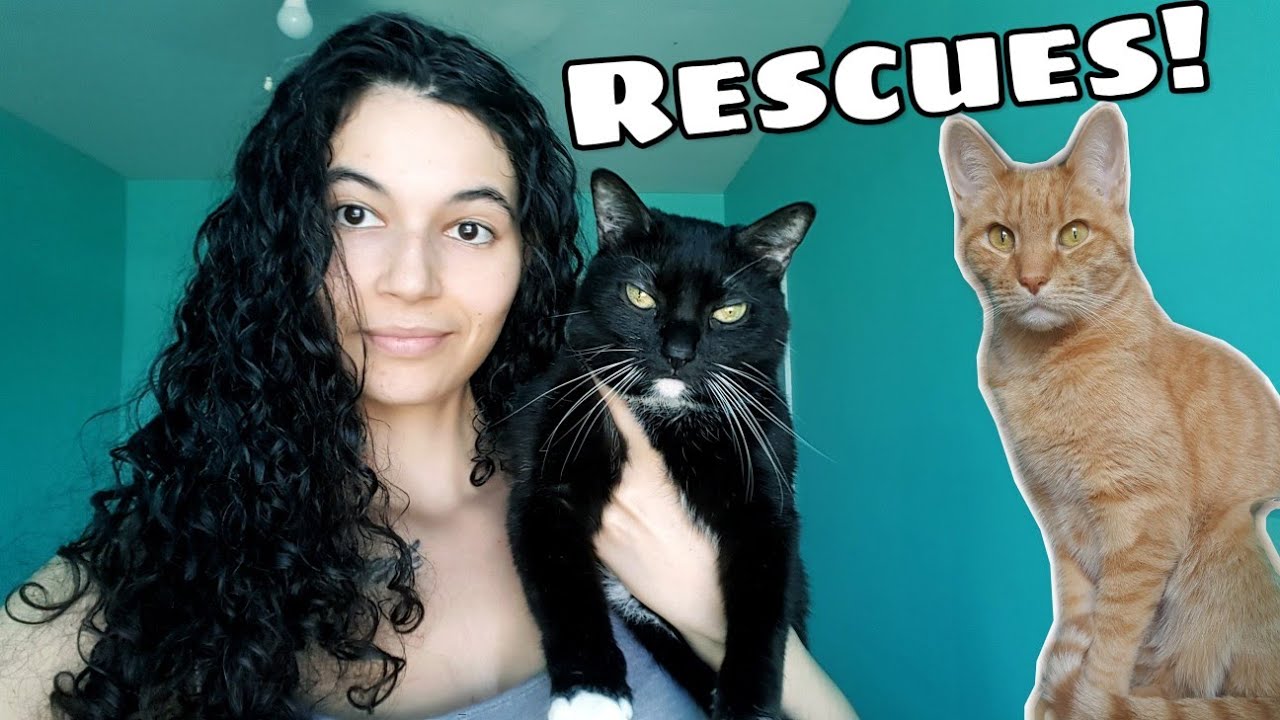 My cats rescue stories! Pt 1 - YouTube