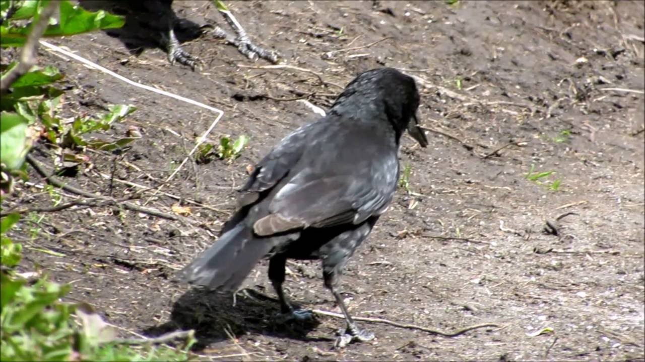 Tordo patagónico (Curaeus curaeus): "En el Fin del Mundo". - YouTube