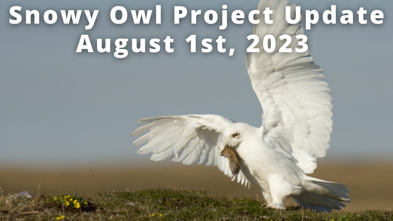 Snowy Owl Project Update August 1st, 2023 - YouTube