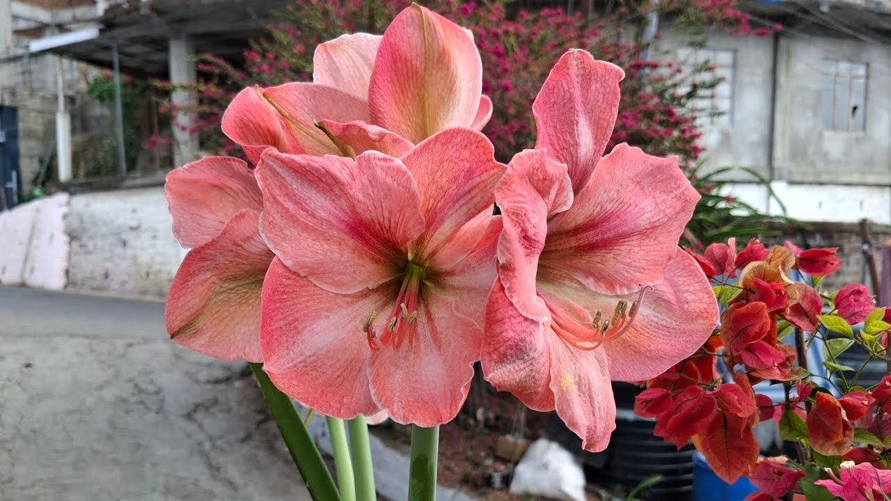 Amaryllis / Lily par mawi tak - YouTube