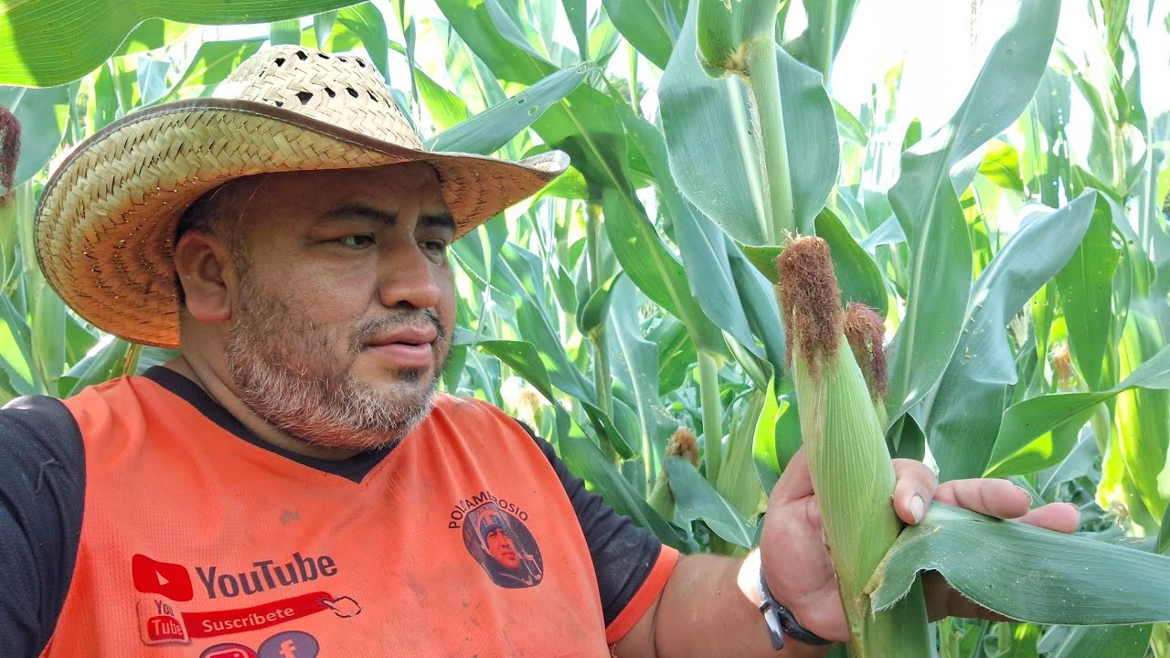 así esta la cosecha en Guatemala/ milpa jilotiando/Guatemala, - YouTube