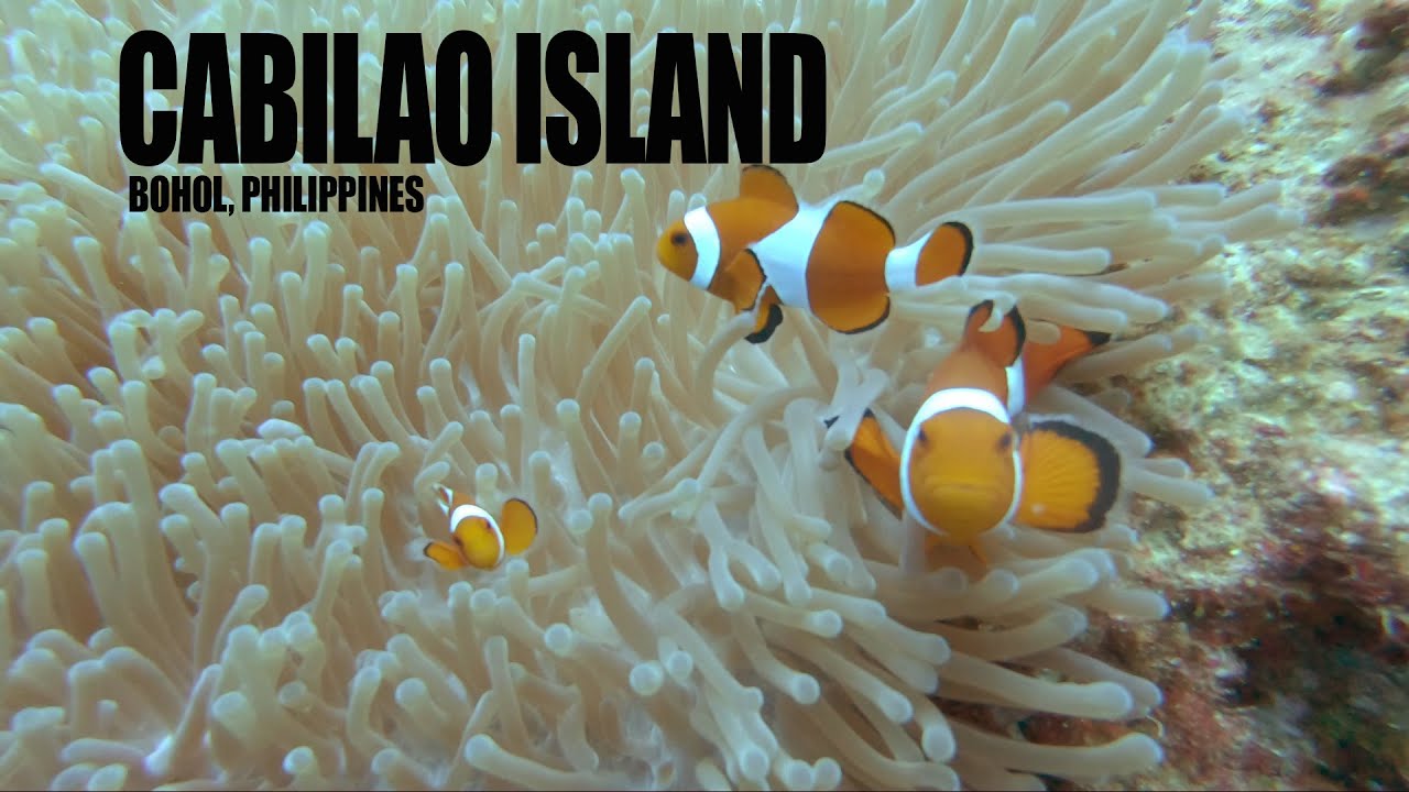 SCUBA DIVING IN CABILAO ISLAND BOHOL PHILIPPINES - YouTube