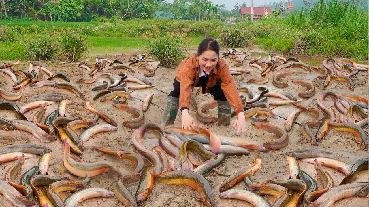 Harvest Loach in deep pond to sell - One Pot Village Lunch| Country ...