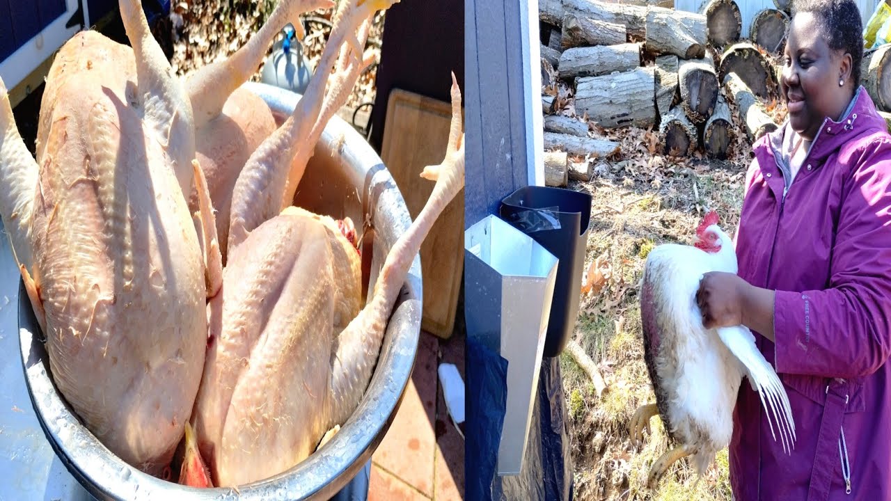 How to butcher a chicken safe and easy - YouTube