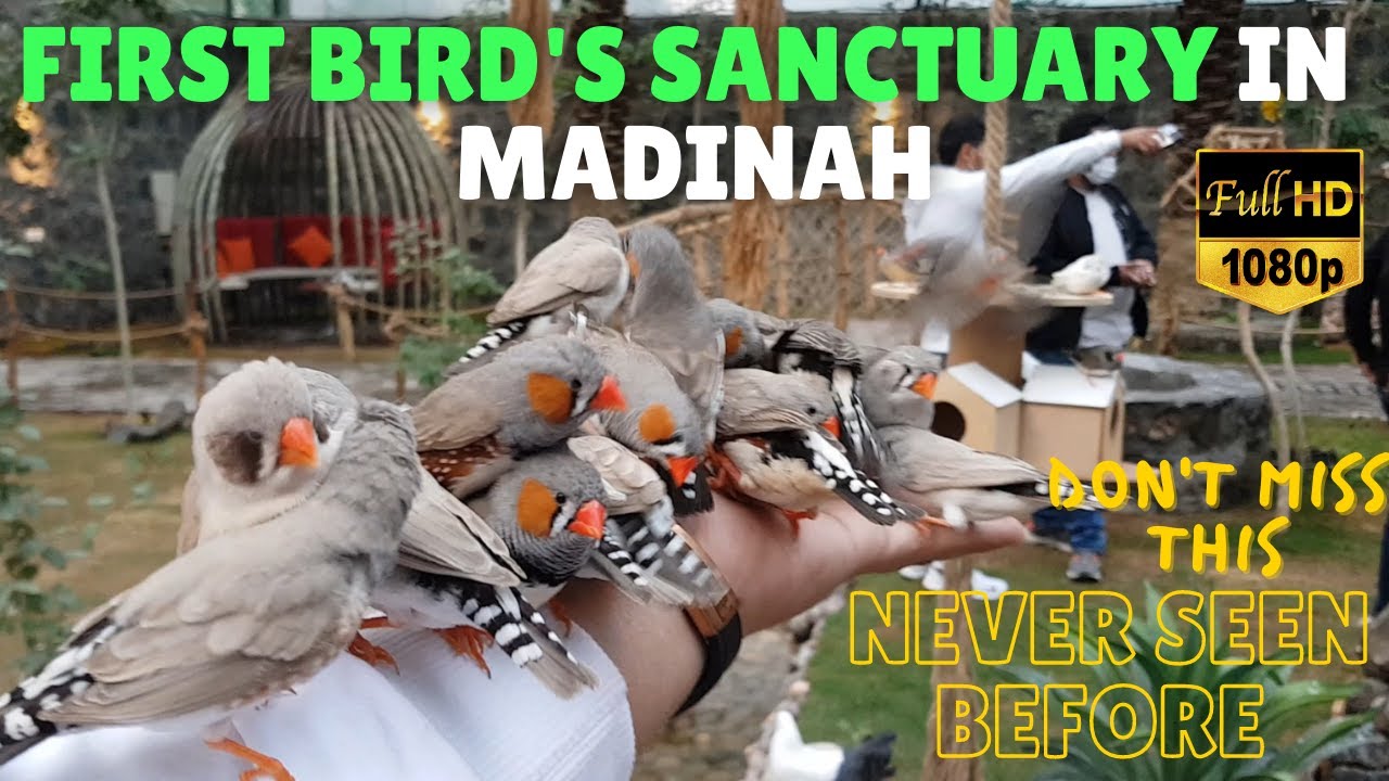 First Bird Sanctuary in Madina Near Masjid Quba l Birds Paradise in ...