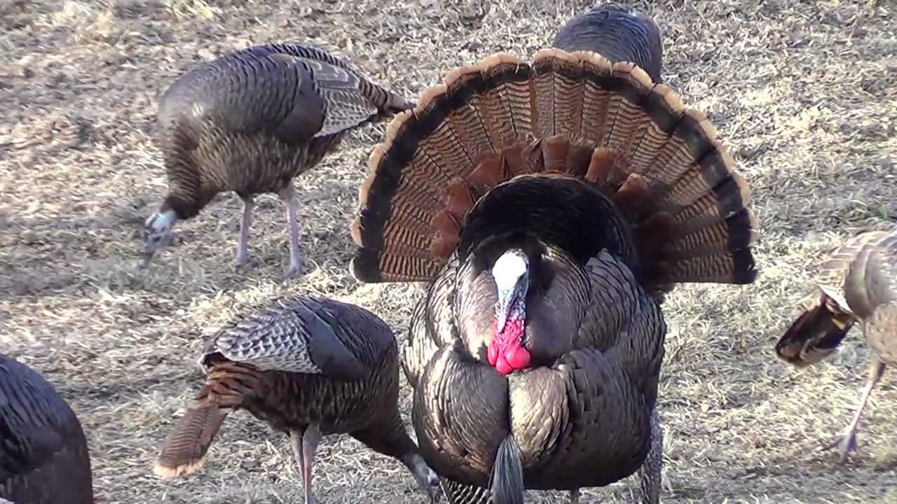 wild alpha gobbler turkey up close with his hens sit back and watch him ...