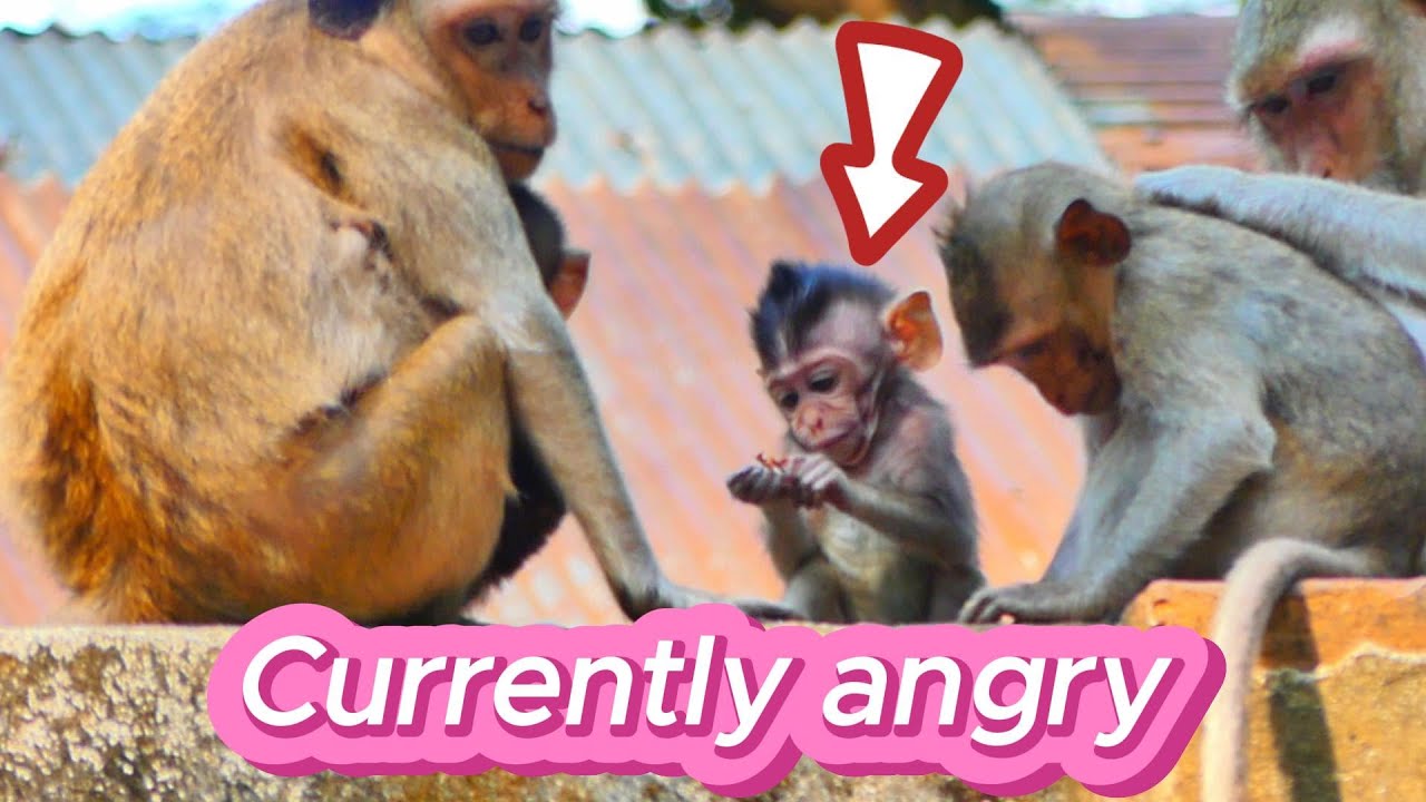 The baby monkey is currently angry which has caused its mother to ...