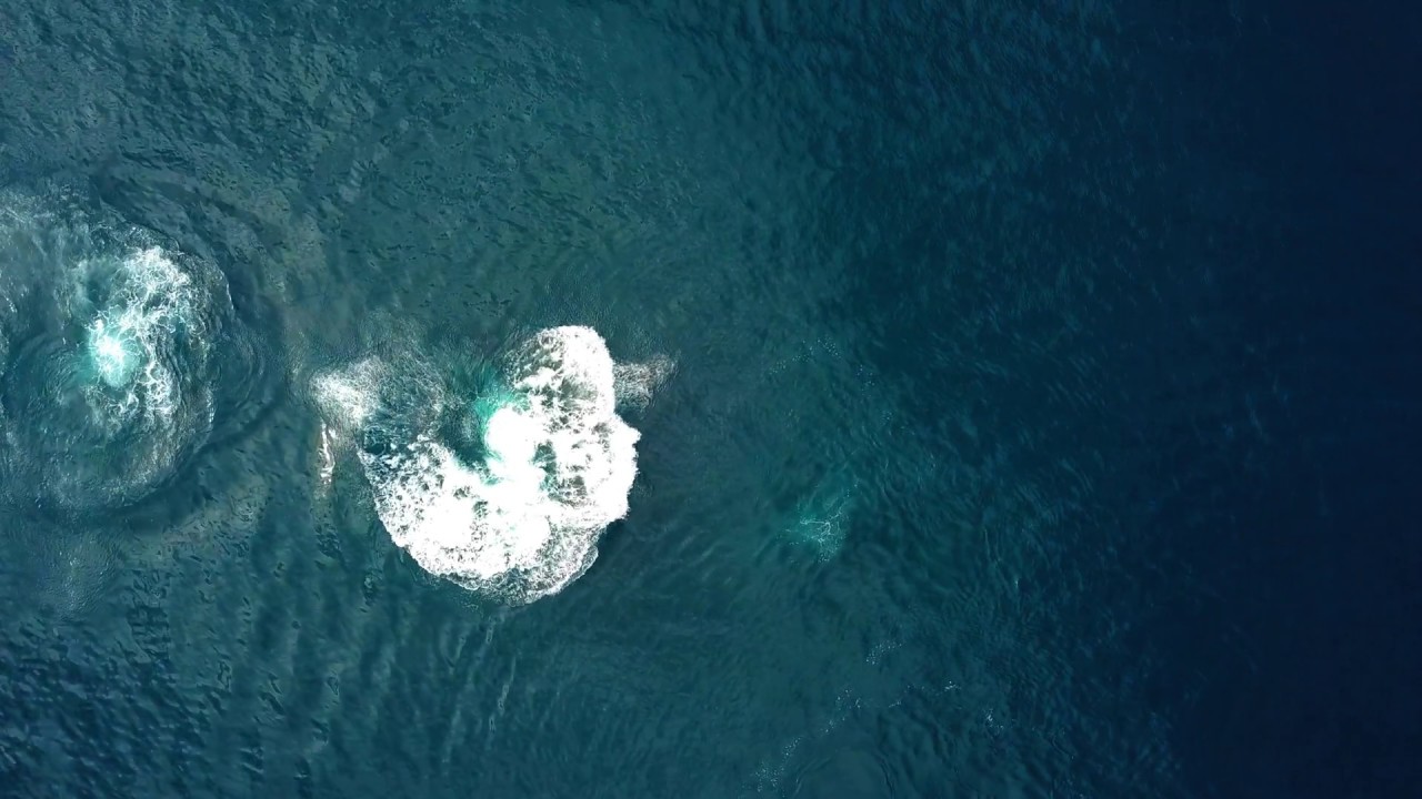 Whale Drone Footage - YouTube