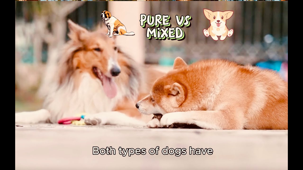 PURE BREED DOGS VS MIXED BREED DOGS😲🐩🐶🐾WHICH IS BETTER A PUREBRED DOG ...