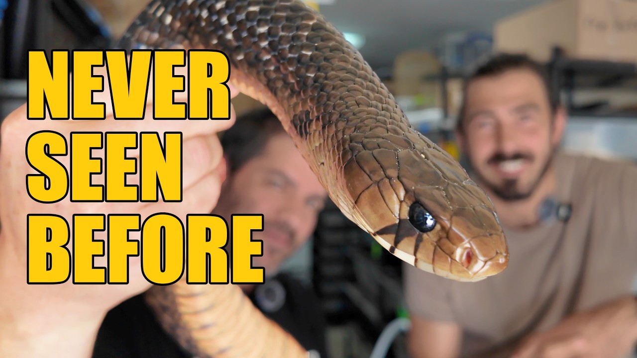 Inside This INSANE Indigo Snake Collection (plus 2 Snakes You've NEVER ...