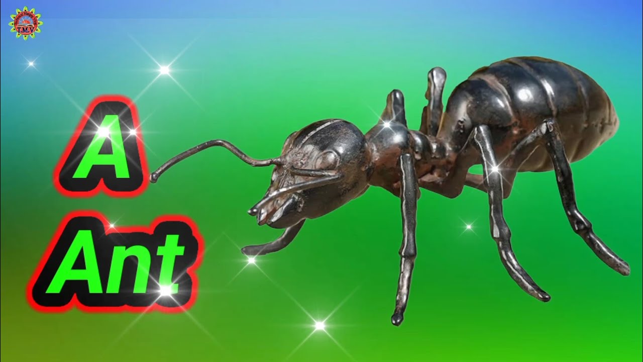 a for ant b for boy c for cat |abcd_alphabet_song ||apple ball car dog ...
