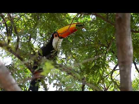 Tropical Forest Serenity: 1 Hour of Tranquil Toucan Bird Sounds