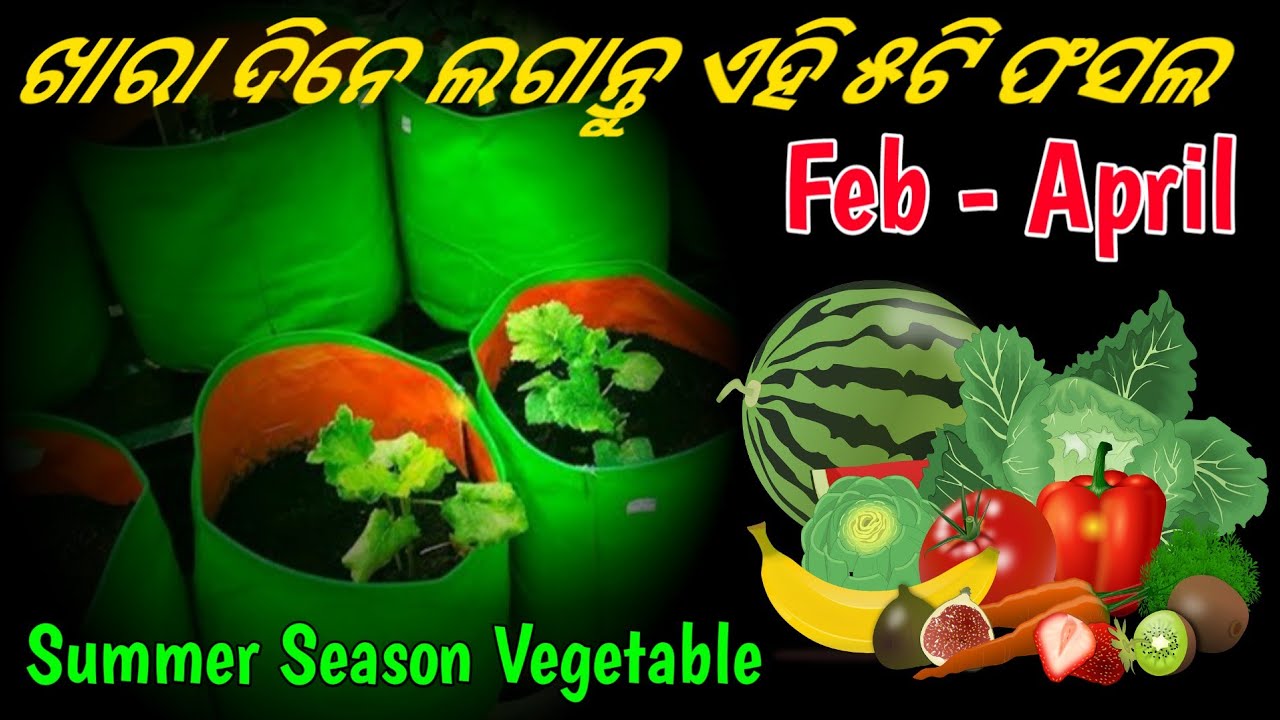 ଖରା ଦିନେ ଲଗାନ୍ତୁ ଏହି ୫ଟି ଫସଲ||Summer Season Vegetables||Odisha Farmer ...