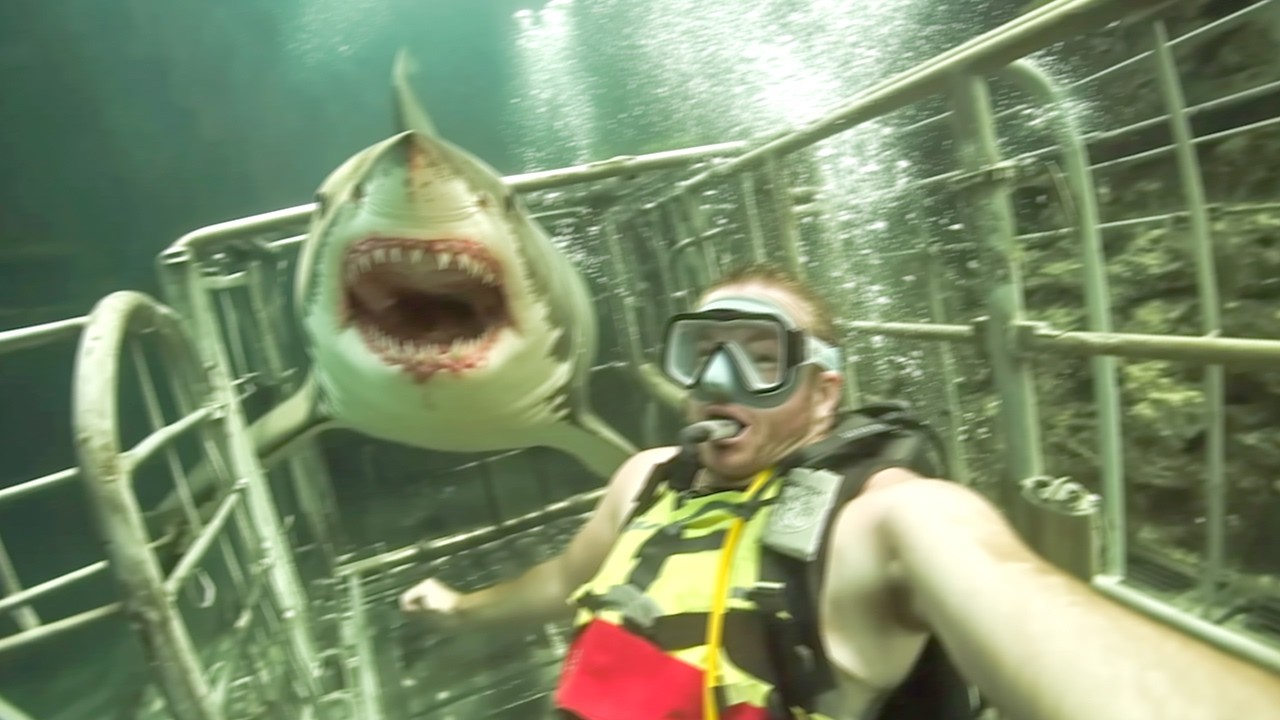 Fans Watch in Horror as Great White Shark Kills Streamer Live on March ...