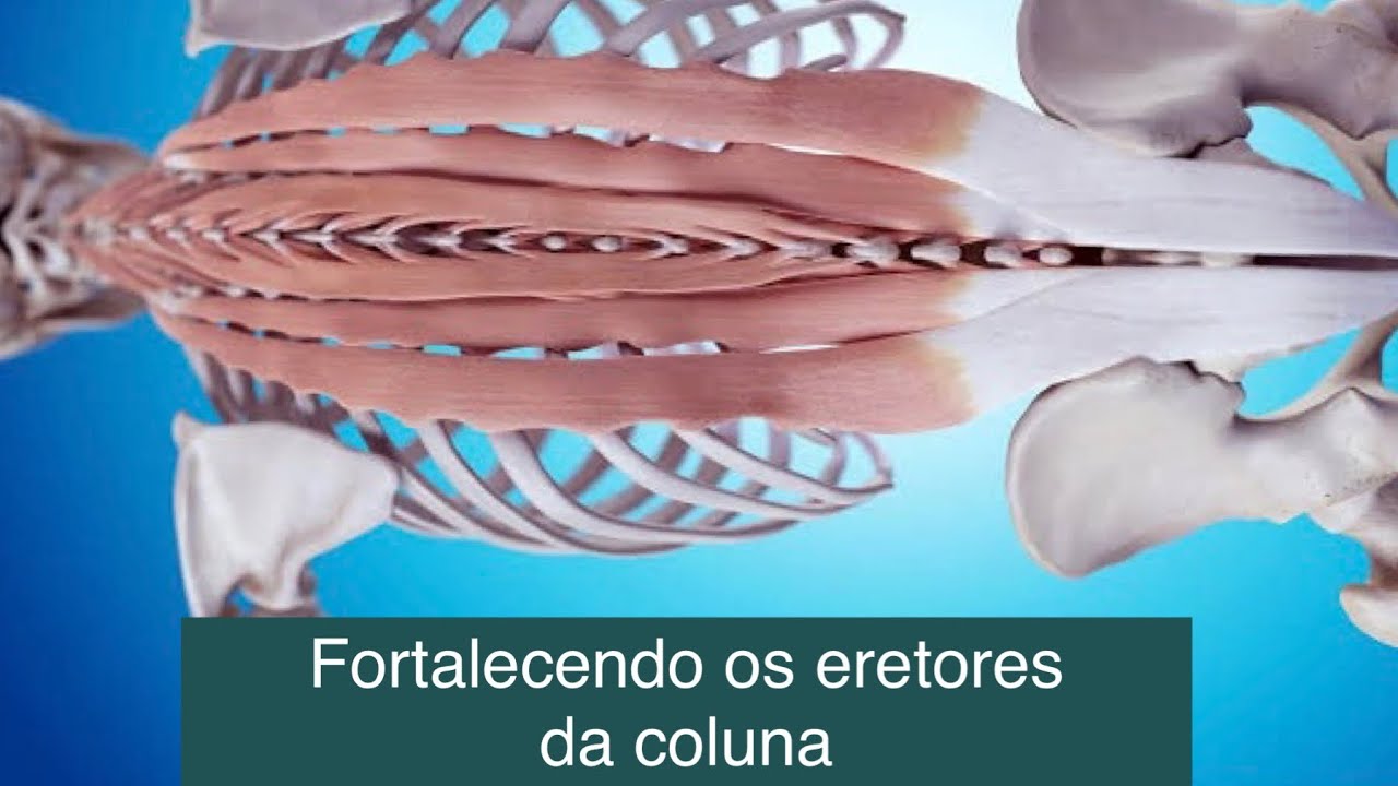 Fortalecendo os eretores da coluna - YouTube