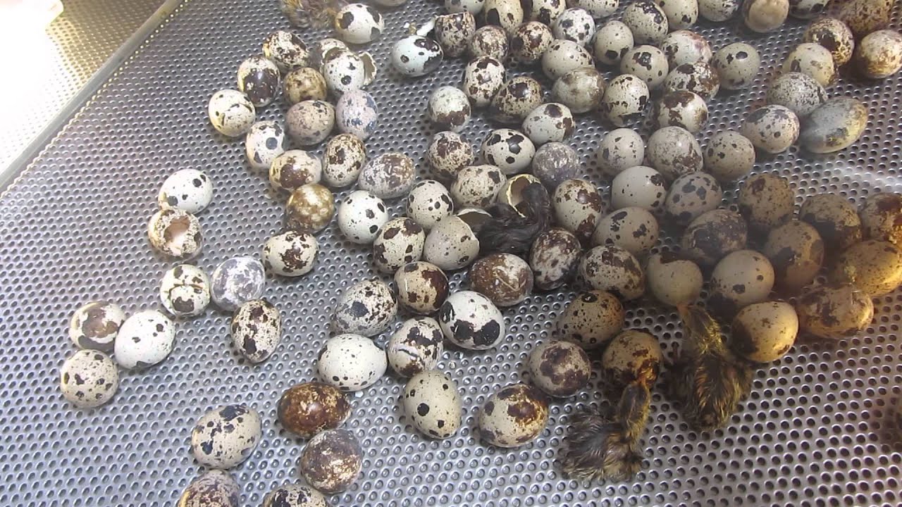 Nacimiento de codornices - Rompiendo y saliendo del huevo. HD - YouTube