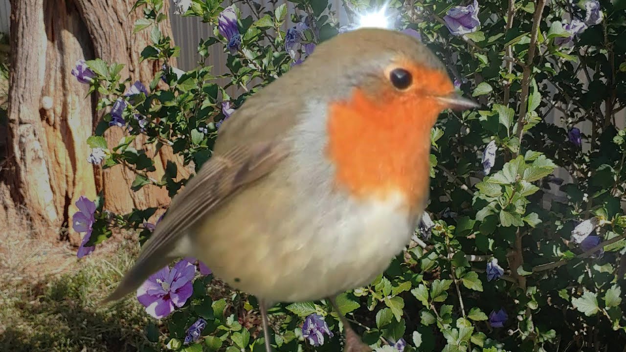 ️ Bird Whistling Ambience. The Robin. British Robin Red Breast. 10 ...