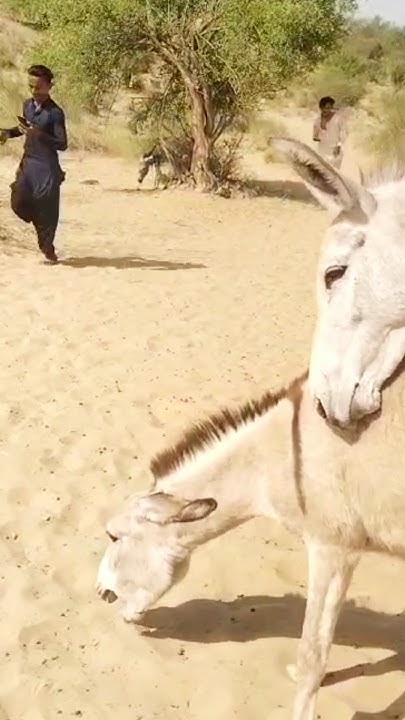 donkeys,,,,,,,,,,,,,,,, - YouTube