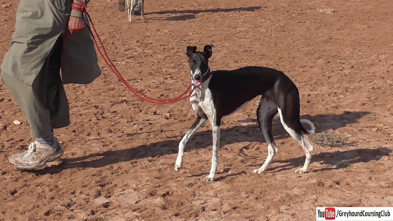 outstanding dog for hunting in Pakistan - YouTube