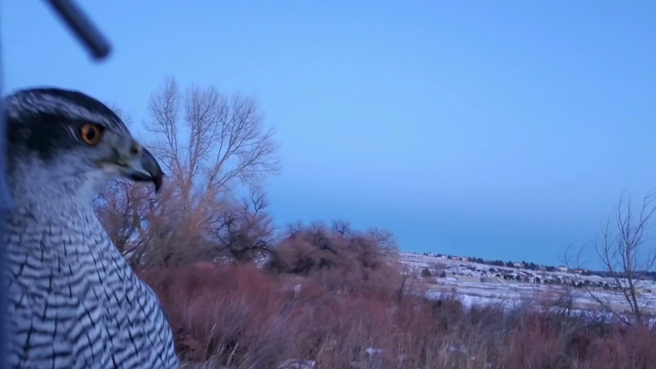 Goshawk duck hunting - YouTube